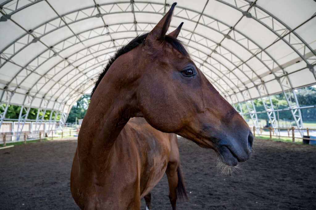 Horse stables - Shelterall