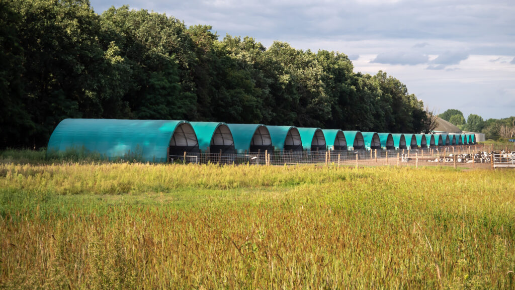 Livestock breeding sheds for calves | Shelterall®